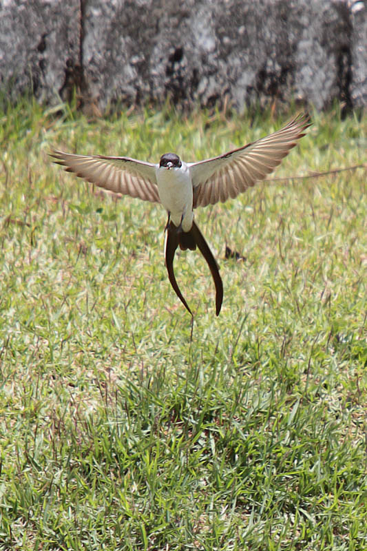 Foto tesourinha (Tyrannus savana) Por Roberto Gallacci | Wiki Aves - A ...