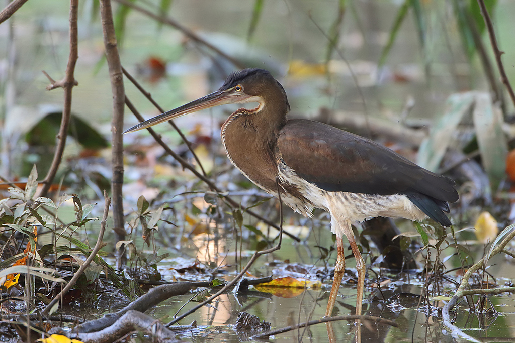 Foto garça-da-mata (Agamia agami) Por Anselmo d`Affonseca | Wiki Aves ...