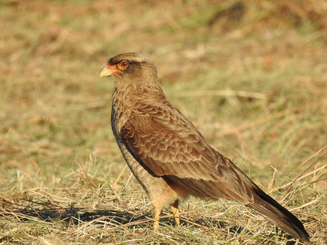 Foto chimango (Milvago chimango) Por Frank Sautter | Wiki Aves - A ...