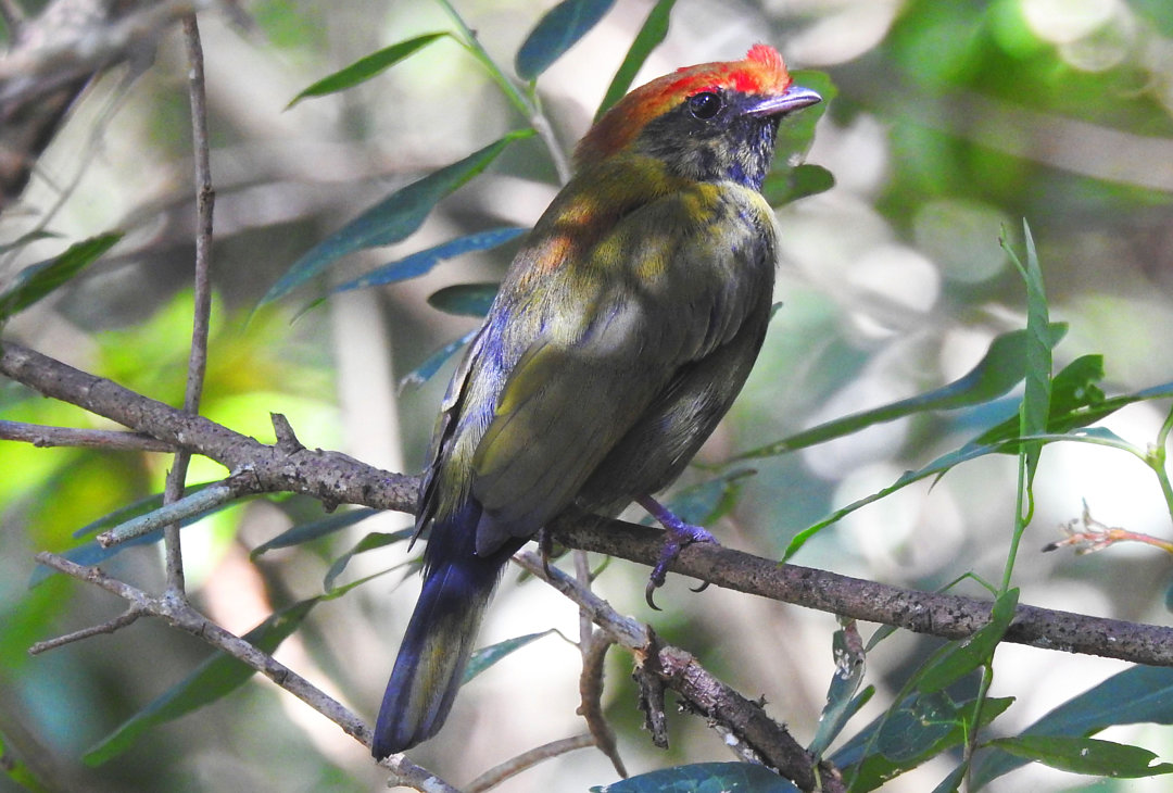 Foto soldadinho (Antilophia galeata) Por João Henrique Barbosa | Wiki ...