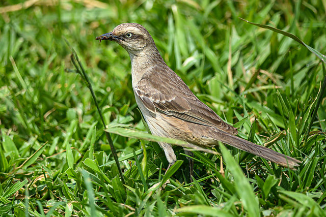 Foto sabiá-do-campo (Mimus saturninus) Por João Pedro Faulstich | Wiki ...
