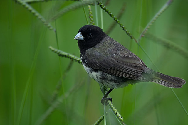 Foto papa-capim-de-costas-cinza (Sporophila ardesiaca) Por Rosi ...