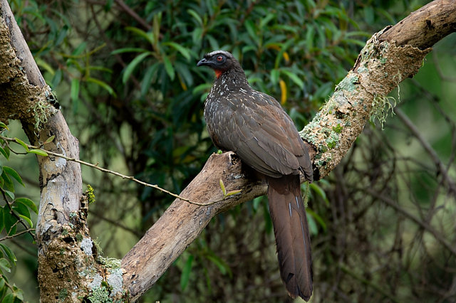 Foto jacuguaçu (Penelope obscura) Por Rosi Oliveira | Wiki Aves - A ...
