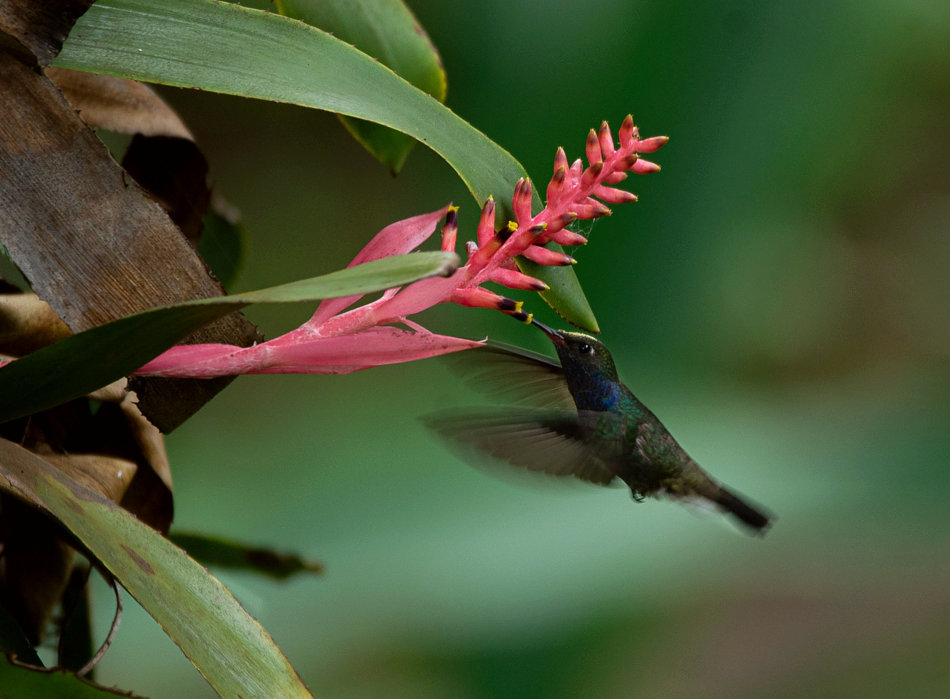 Foto beija-flor-de-peito-azul (Chionomesa lactea) Por Rosi Oliveira ...