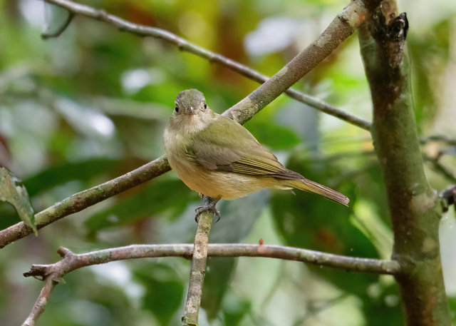 Foto fruxu-baiano (Neopelma aurifrons) Por Gilberto Botelho | Wiki Aves ...