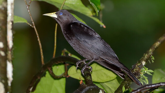 Foto guaxe (Cacicus haemorrhous) Por Hamilton B O Junior | Wiki Aves ...