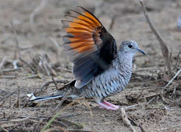 Columbina | WikiAves - A Enciclopédia das Aves do Brasil