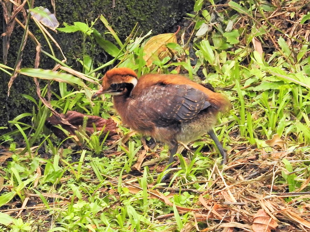 Foto macuco (Tinamus solitarius) Por Dirceu Rodrigues | Wiki Aves - A ...