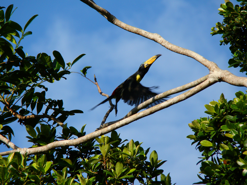 Foto araçari-de-bico-riscado (Pteroglossus inscriptus) Por Carlos Timm ...