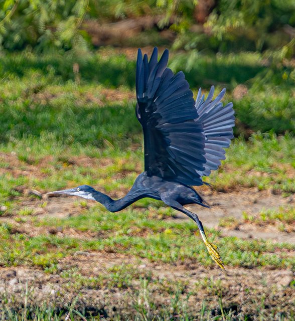 Foto garça-negra (Egretta gularis) Por Mats Hildeman | Wiki Aves - A ...