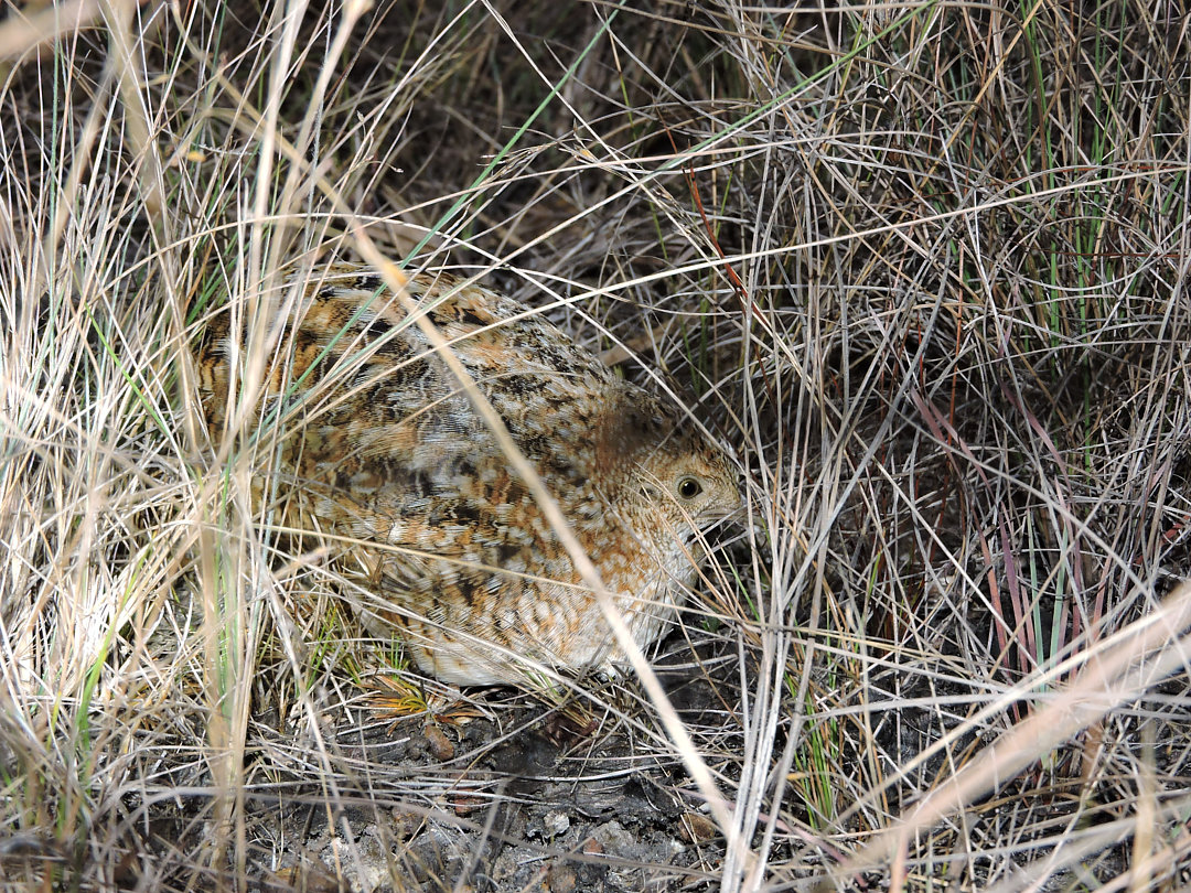 Foto codorna-carapé (Taoniscus nanus) Por Diego B.S Gomes | Wiki Aves ...