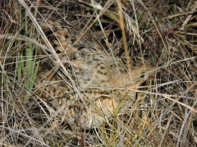 Foto codorna-carapé (Taoniscus nanus) Por Diego B.S Gomes | Wiki Aves ...
