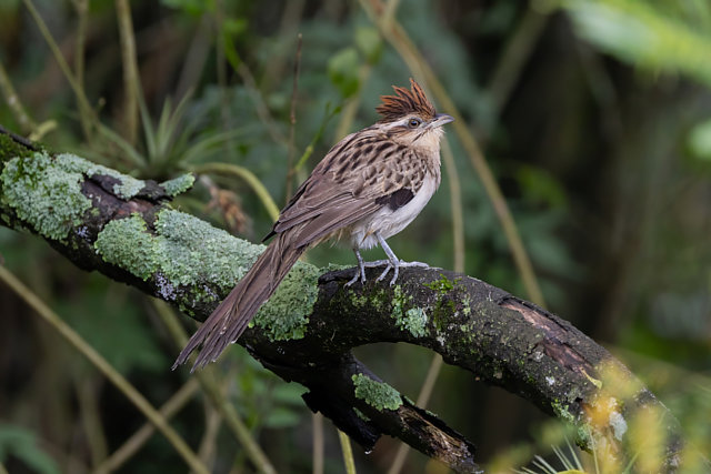 Foto saci (Tapera naevia) Por Fernando Jacobs | Wiki Aves - A ...