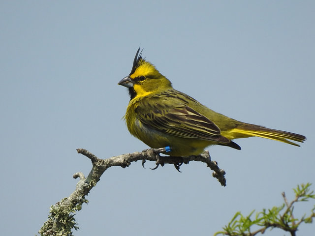 Foto cardeal-amarelo (Gubernatrix cristata) Por Oziel Soares | Wiki ...