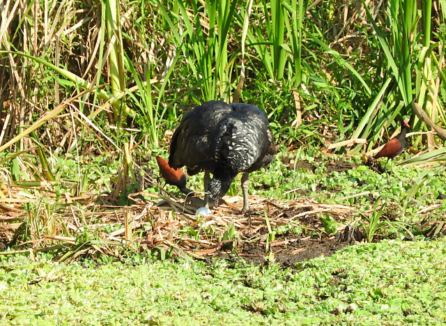 Foto anhuma (Anhima cornuta) Por Rildo Silveira | Wiki Aves - A ...