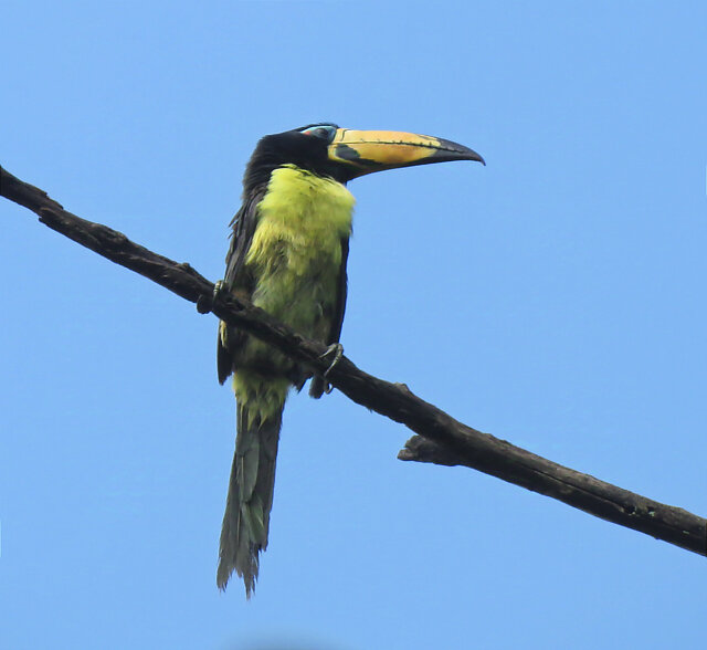 Foto araçari-de-bico-riscado (Pteroglossus inscriptus) Por Thati Lira ...