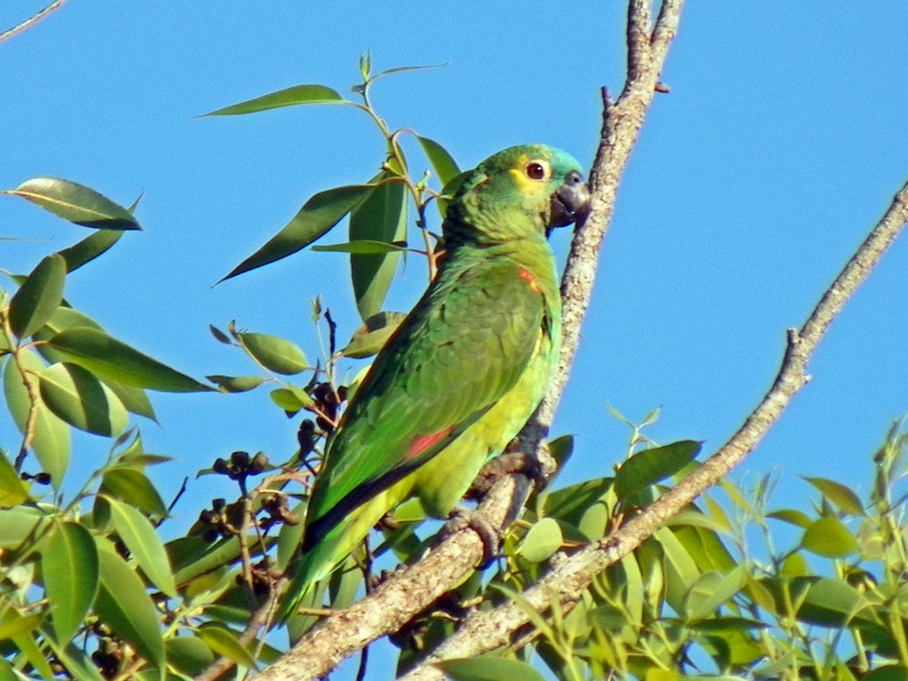 Foto papagaio-verdadeiro (Amazona aestiva) Por Sergio Ricardo Rossi ...