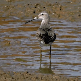 maçarico-pernilongo (Calidris himantopus) | WikiAves - A Enciclopédia ...