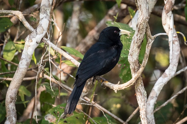 Foto iraúna-de-bico-branco (Cacicus solitarius) Por Thelma Gatuzzo ...