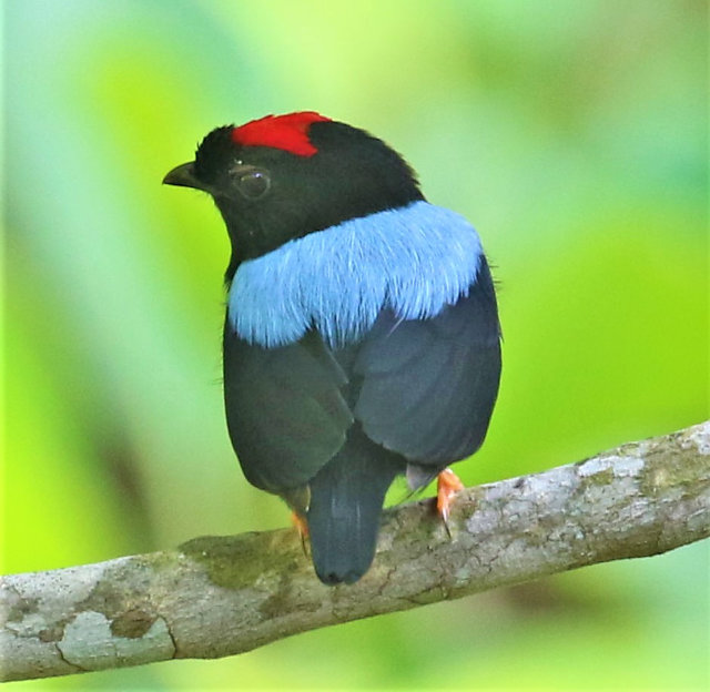 Foto tangará-príncipe (Chiroxiphia pareola) Por Mats Hildeman | Wiki ...