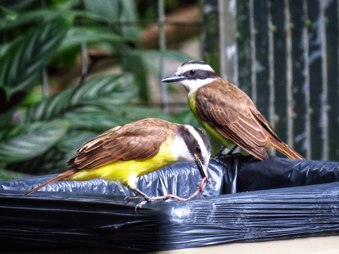 Foto bem-te-vi (Pitangus sulphuratus) Por Mariana Ramos | Wiki Aves - A ...
