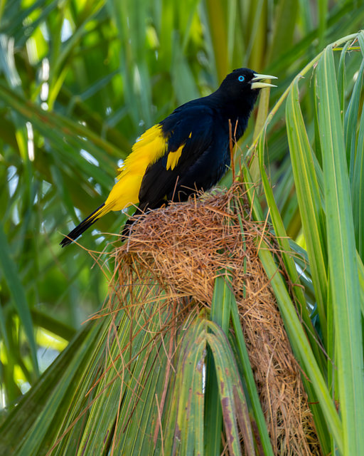 Foto xexéu (Cacicus cela) Por Antonio Regert | Wiki Aves - A ...