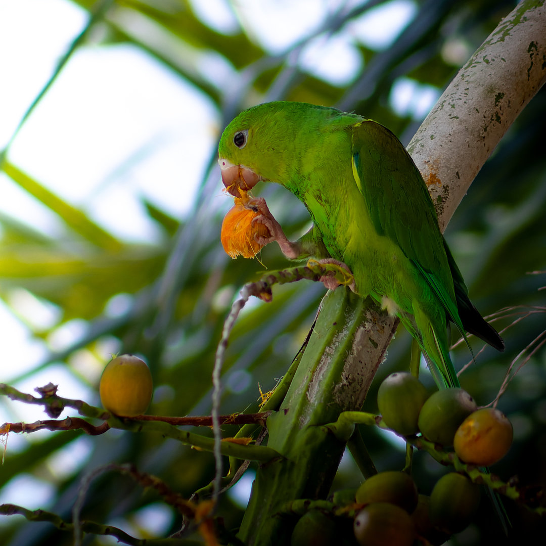 Foto periquito-rico (Brotogeris tirica) Por Enéas G. Junior | Wiki Aves ...