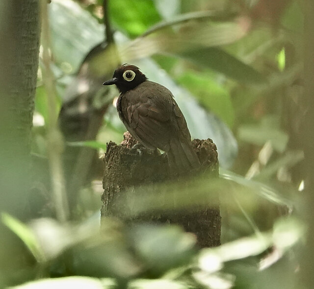 Foto mãe-de-taoca-arlequim (Rhegmatorhina berlepschi) Por Bradley Davis ...