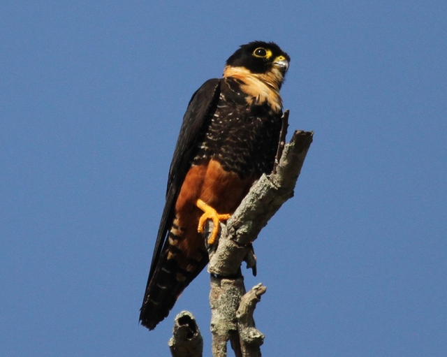 cauré (Falco rufigularis) | WikiAves - A Enciclopédia das Aves do Brasil