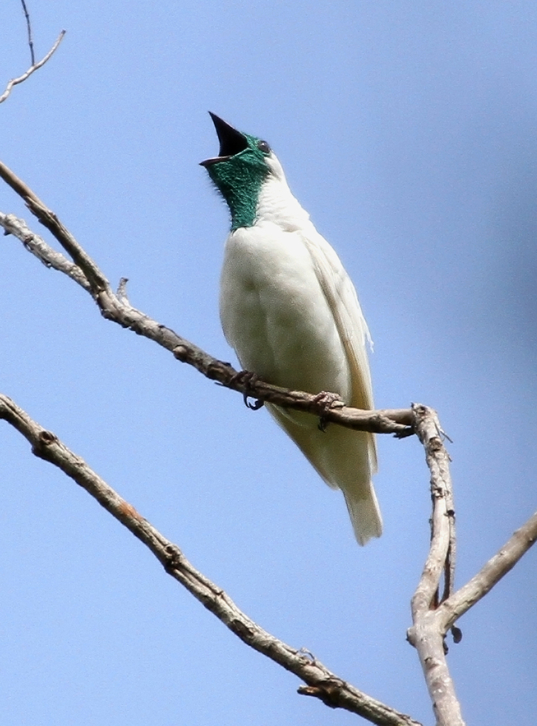 Foto araponga (Procnias nudicollis) Por André Luiz Briso | Wiki Aves ...