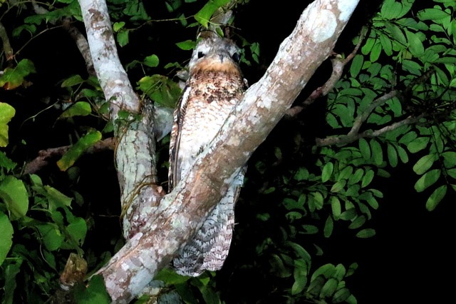 Foto urutau-grande (Nyctibius grandis) Por Ingrid Sessegolo | Wiki Aves ...