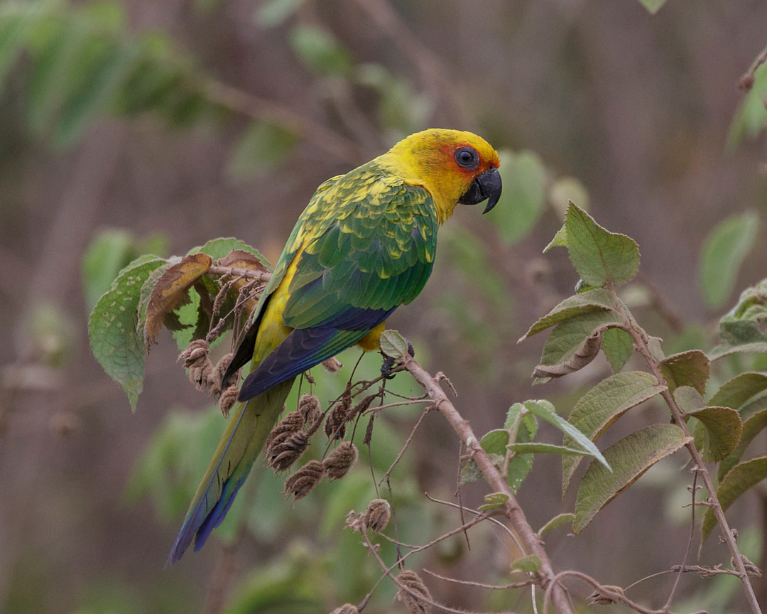 Foto cacaué (Aratinga maculata) Por Silvia Faustino Linhares | Wiki ...