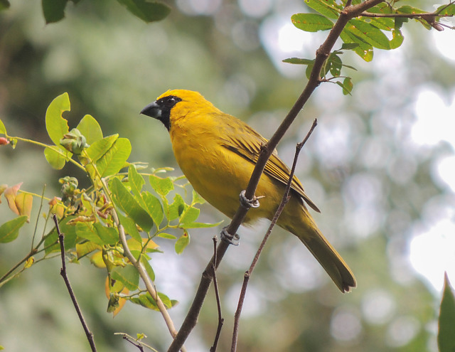 Foto furriel (Caryothraustes brasiliensis) Por Marcela do Vale Garcia ...