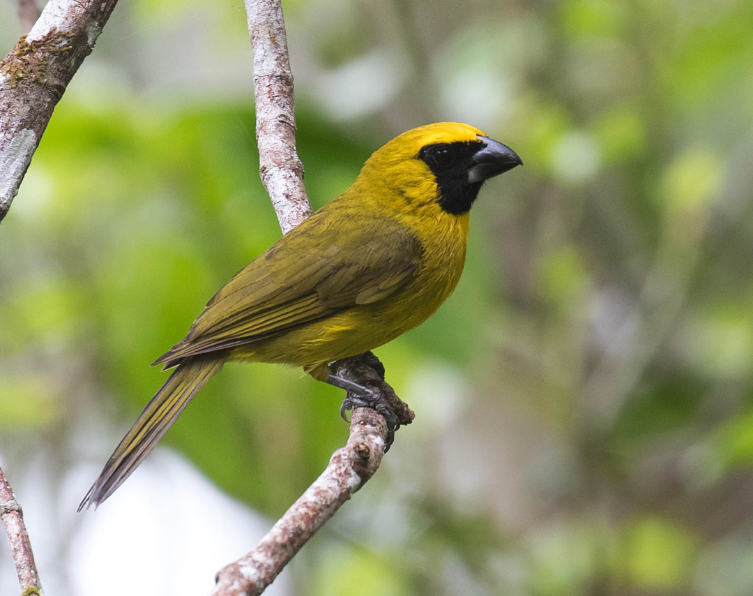 Foto furriel (Caryothraustes brasiliensis) Por Cárin Duarte | Wiki Aves ...