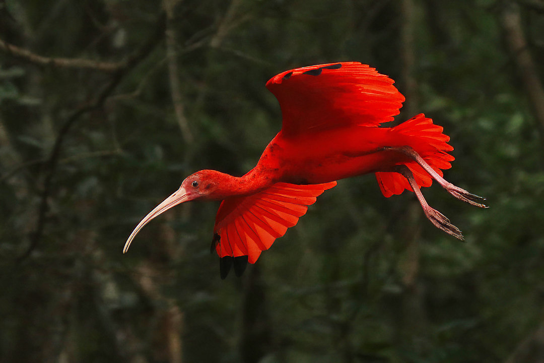 Foto guará (Eudocimus ruber) Por Leonardo Casadei | Wiki Aves - A ...
