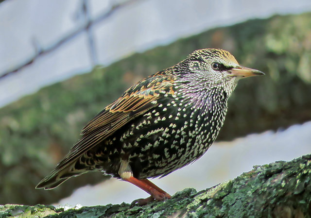 Foto estorninho (Sturnus vulgaris) Por Ramsés Antunes da Luz | Wiki ...