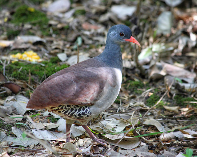 Foto inhambu-chintã (Crypturellus tataupa) Por Gildasio Oliveira | Wiki ...