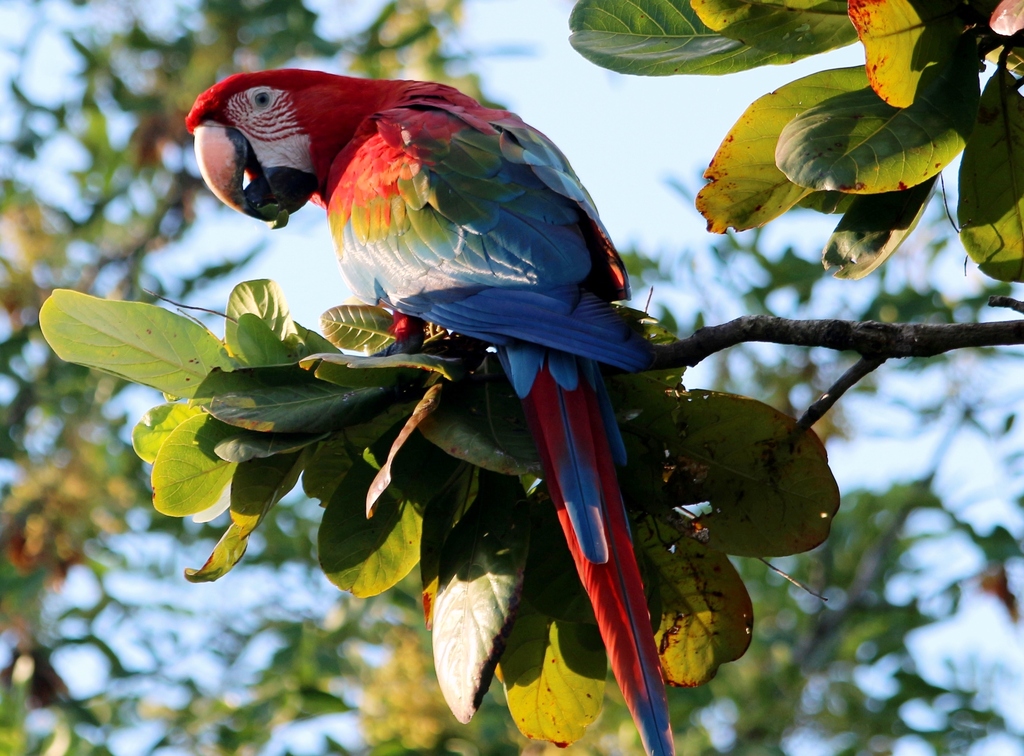Foto arara-vermelha (Ara chloropterus) Por Leonardo Casadei | Wiki Aves ...