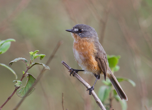 Foto papa-moscas-de-costas-cinzentas (Polystictus superciliaris) Por ...