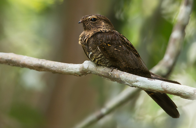bacurau-de-cauda-barrada (Nyctiprogne leucopyga) | WikiAves - A ...
