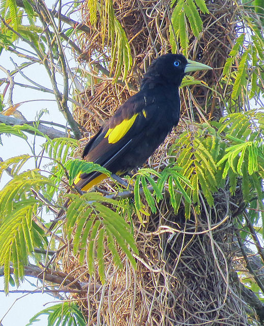 Foto xexéu (Cacicus cela) Por Nicky Czaban | Wiki Aves - A Enciclopédia ...