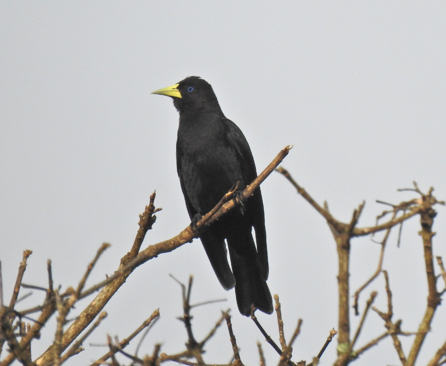 Foto guaxe (Cacicus haemorrhous) Por Edilson Bianchini | Wiki Aves - A ...