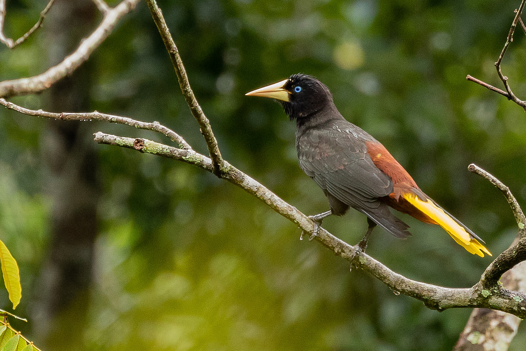Foto japu (Psarocolius decumanus) Por Sergio Porto | Wiki Aves - A Enciclopédia das Aves do Brasil