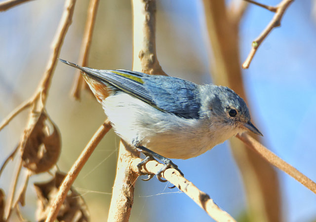 Foto figuinha-de-rabo-castanho (Conirostrum speciosum) Por Fausto ...
