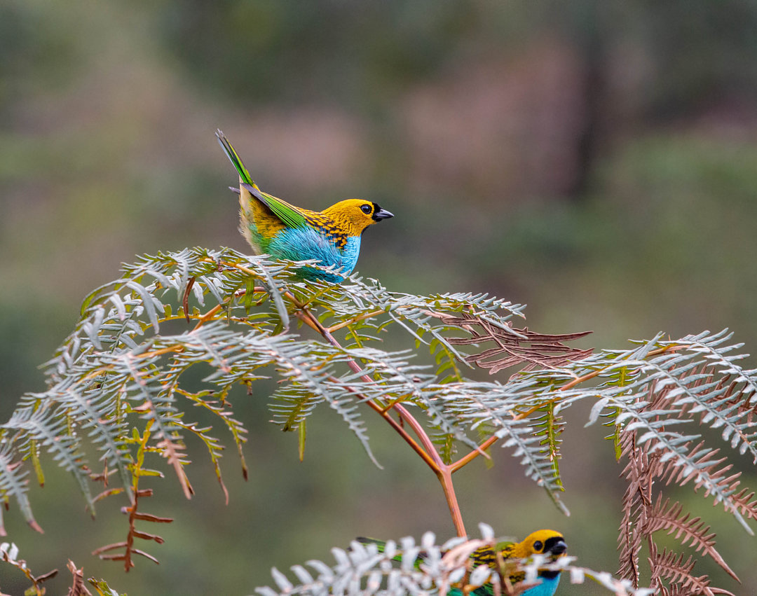 Foto saíra-douradinha (Tangara cyanoventris) Por Samuel Felipe | Wiki ...