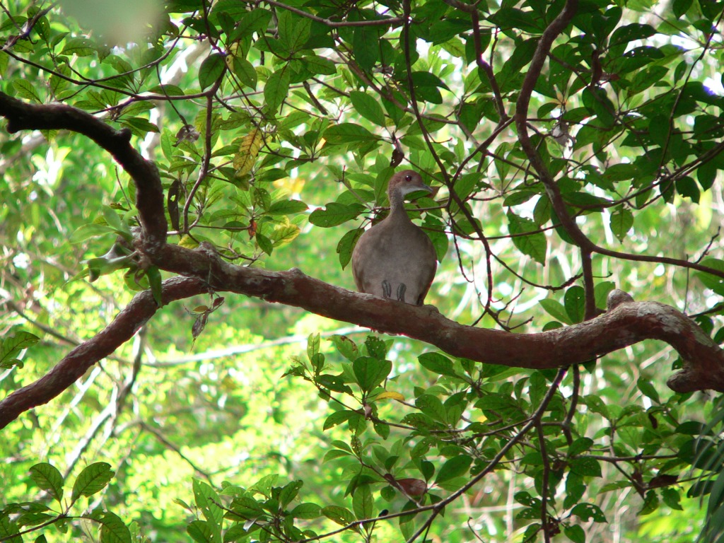 Foto inhambu-serra (Tinamus major) Por Robson Czaban | Wiki Aves - A ...