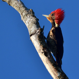 pica-pau-de-cara-canela (Celeus galeatus) | WikiAves - A Enciclopédia das Aves do Brasil