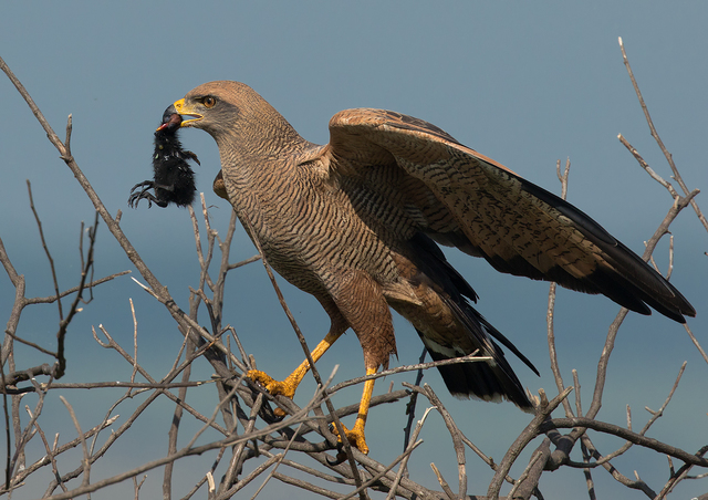 gavião-caboclo (Heterospizias meridionalis) | WikiAves - A Enciclopédia ...