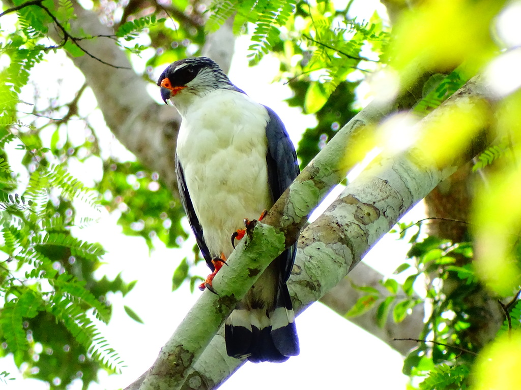Foto gavião-vaqueiro (Leucopternis kuhli) Por Glauko Corrêa | Wiki Aves ...