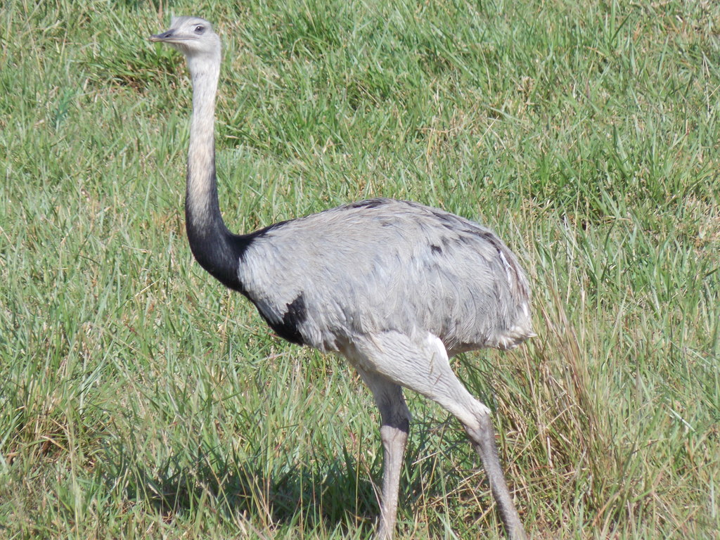 Foto ema (Rhea americana) Por Adaltro Zorzan | Wiki Aves - A ...
